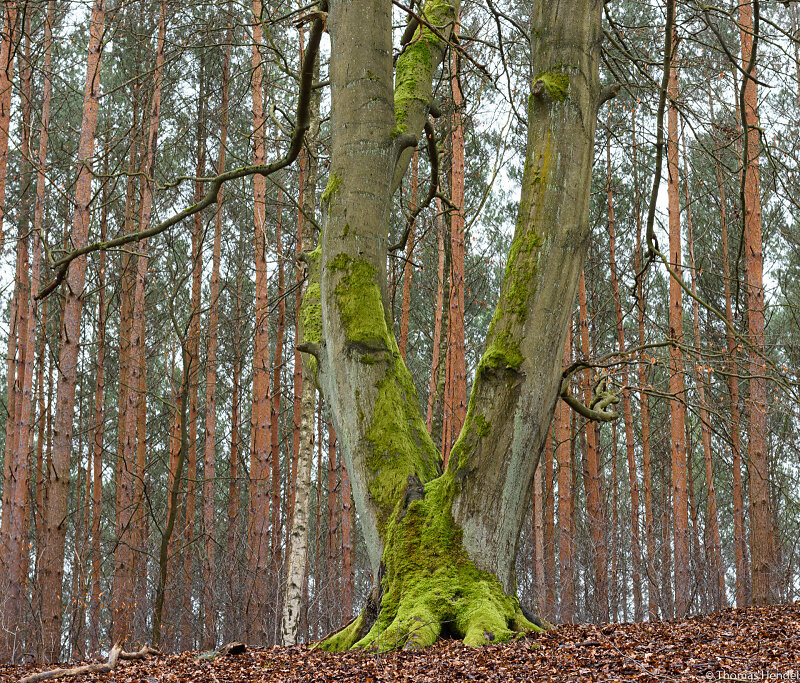 V - Victory Tree. - Photography by Thomas Hendel