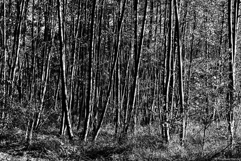 Tangle. - Photography by Thomas Hendel